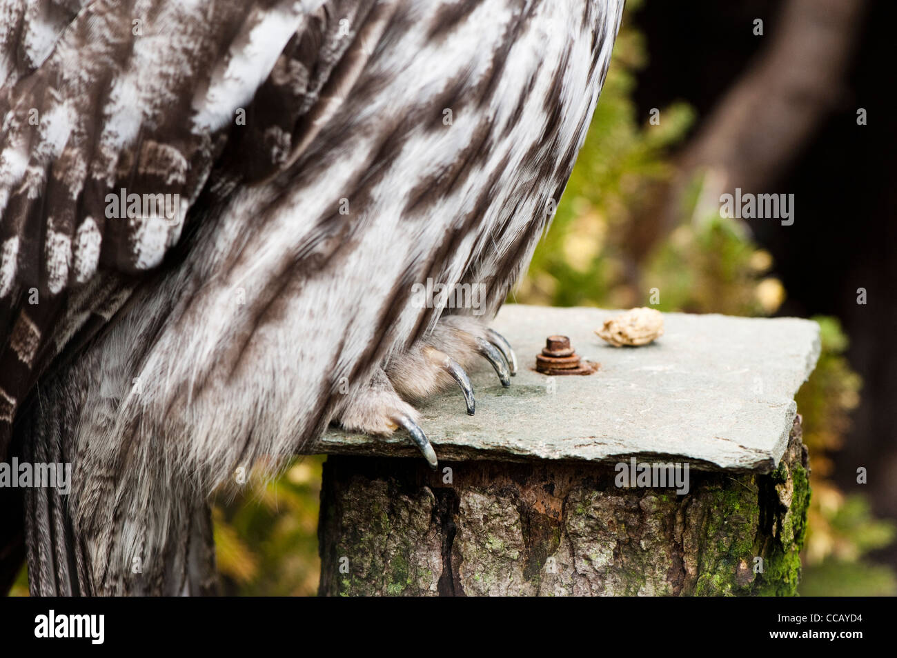 Owl talons hi-res stock photography and images - Alamy
