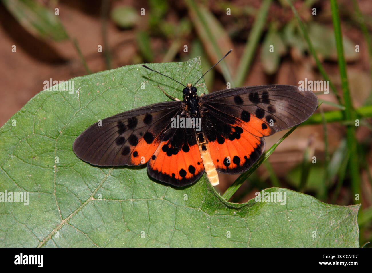 Rogers' Acraea Butterfly (Acraea rogersi: Acraeidae) female in ...