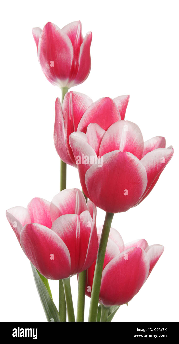 Five tulips on a white background Stock Photo - Alamy