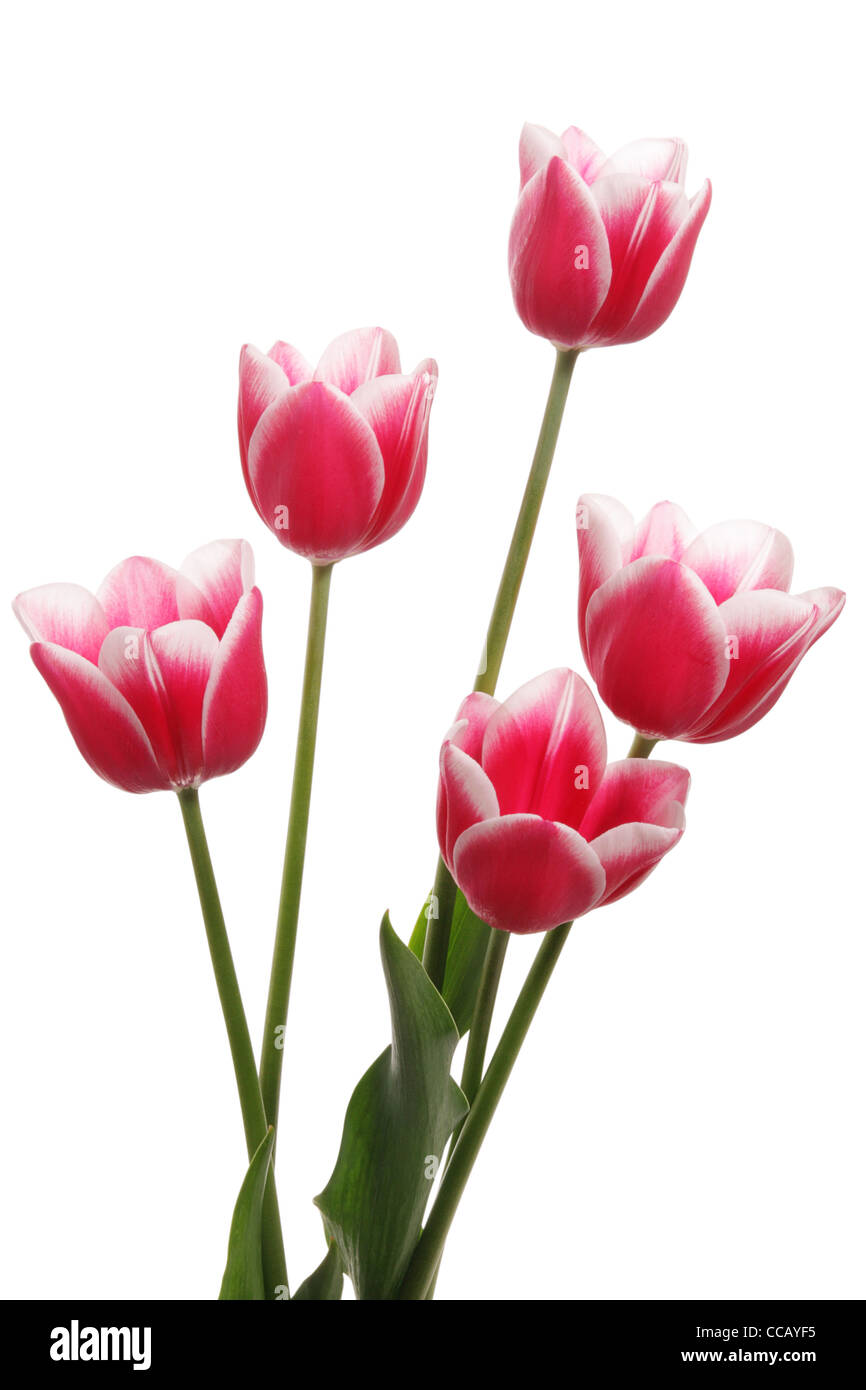Five pink tulips on a white background. Clipping path Stock Photo - Alamy