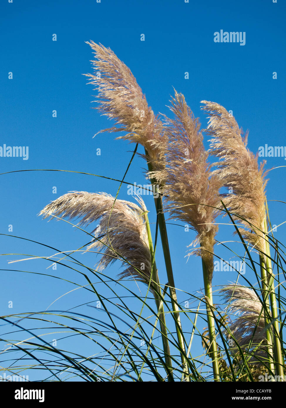 Pampas grass fronds hi-res stock photography and images - Alamy