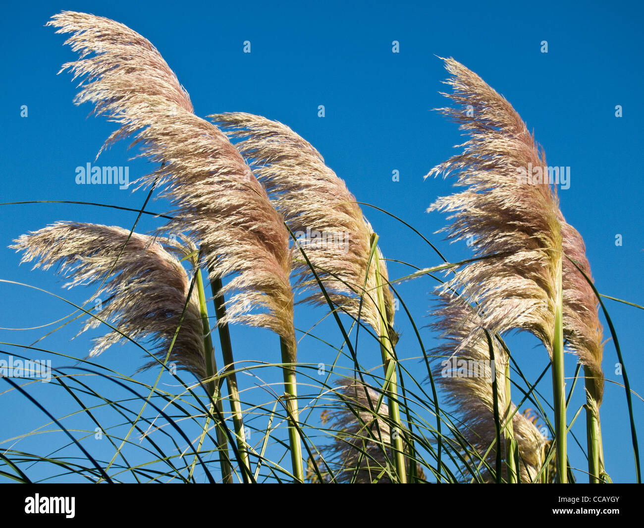 Grass Fronds High Resolution Stock Photography and Images - Alamy