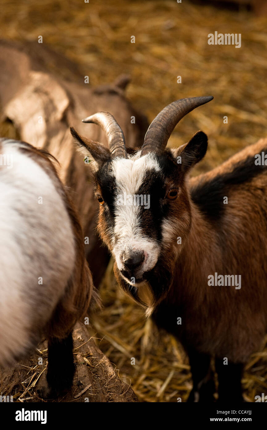 Pygmy Goat, Capra hircus Stock Photo - Alamy