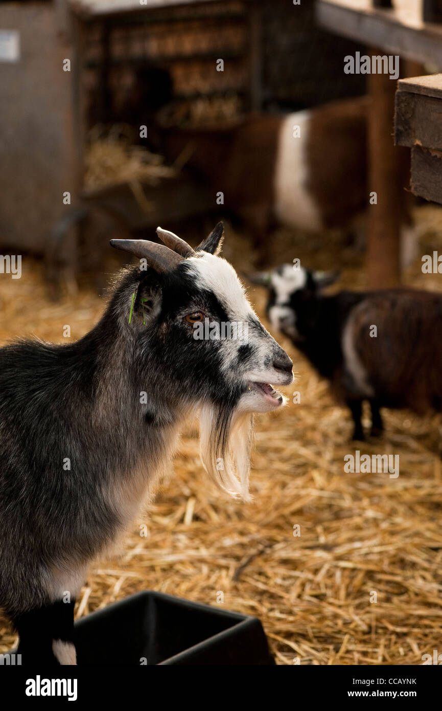 Pygmy goats hi-res stock photography and images - Alamy