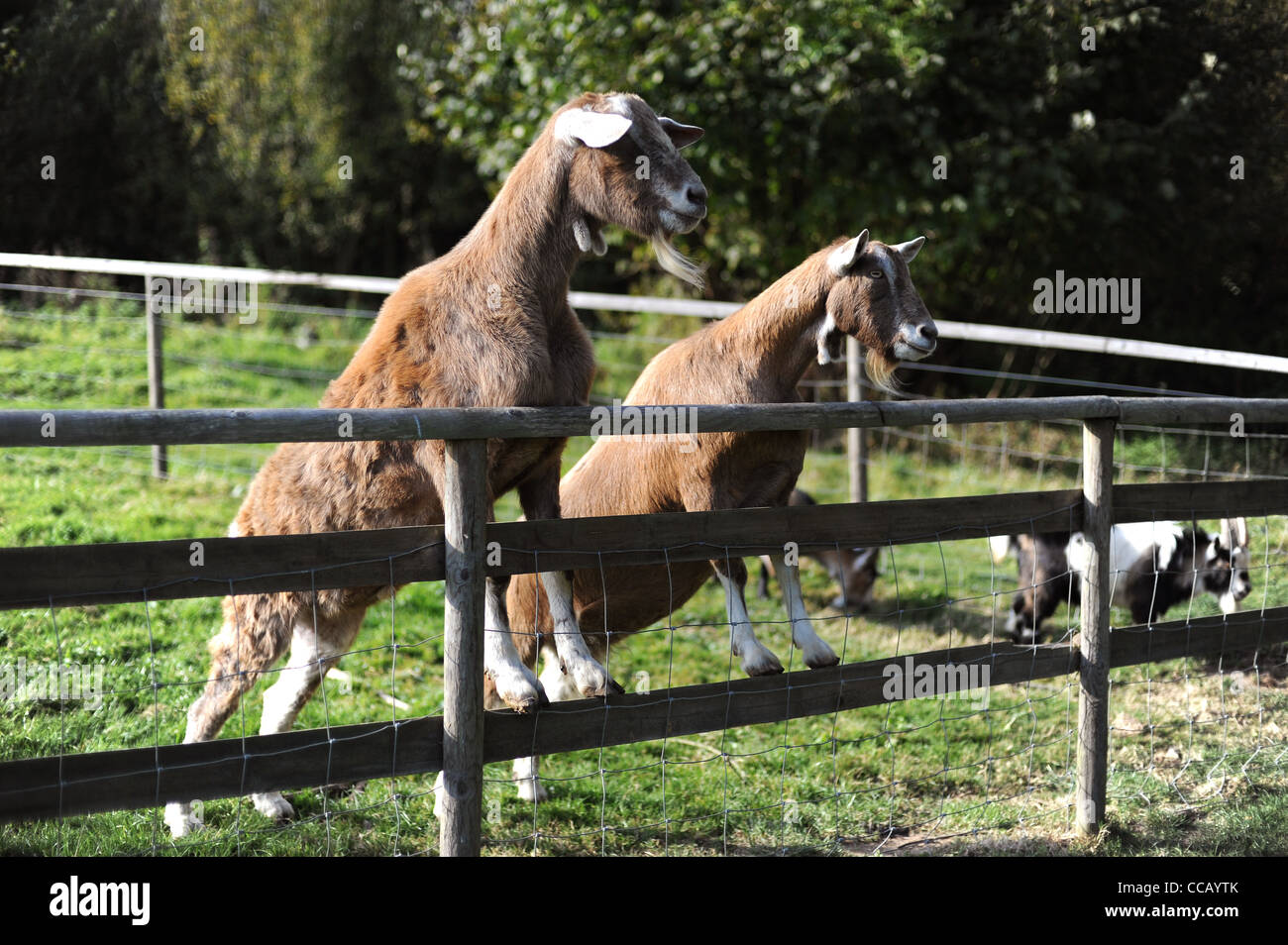 Goats Legs Stock Photos & Goats Legs Stock Images - Alamy