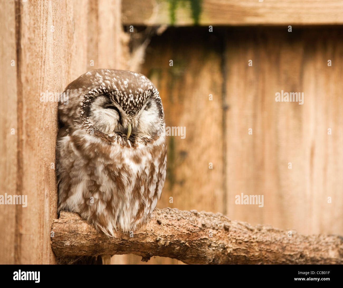 Owl eyebrows hi-res stock photography and images - Alamy