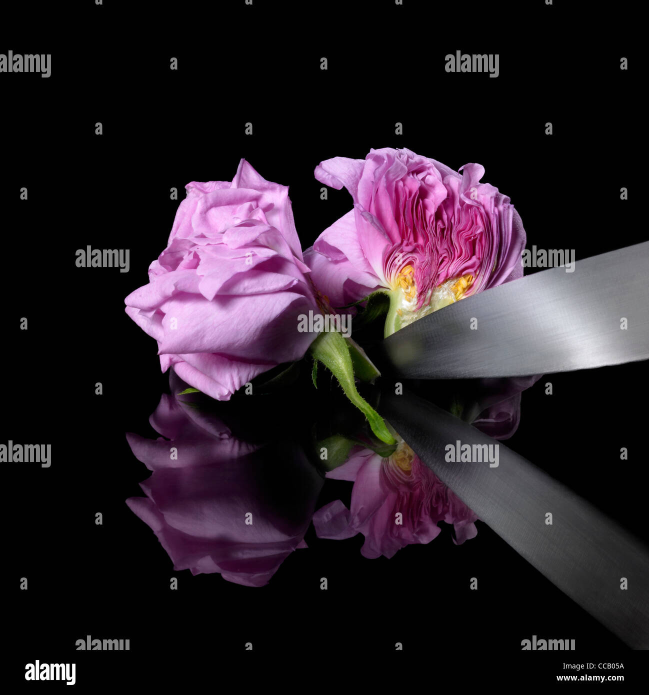 Cross Section Of A Rose Flower