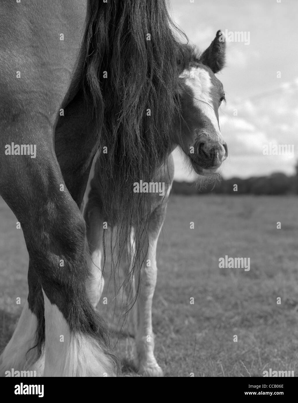 Foal hiding behind its Mother Stock Photo - Alamy