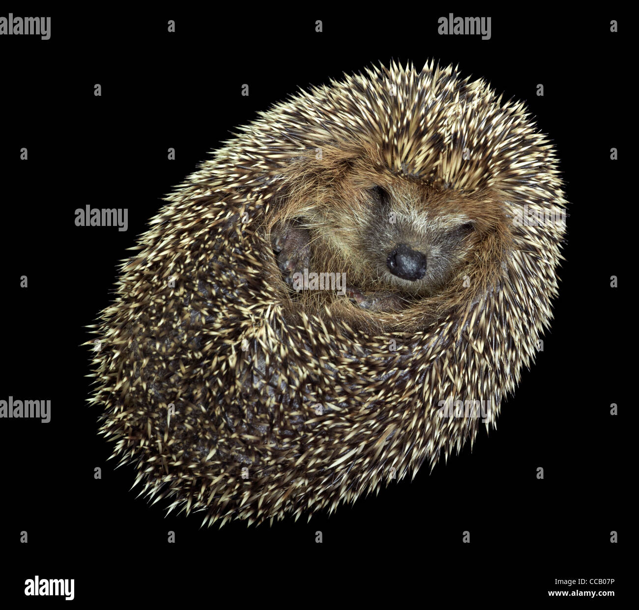 portrait of a rolled-up young hedgehog. Studio photography in black ...