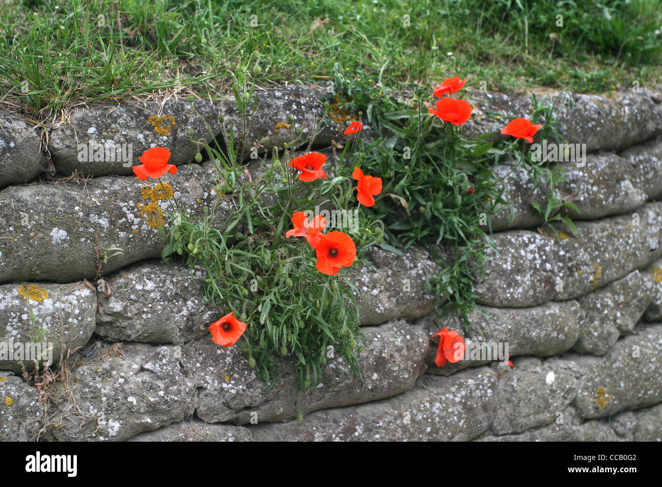 Poppies growing in the cement preserved sandbagged trenches at Vimy ...