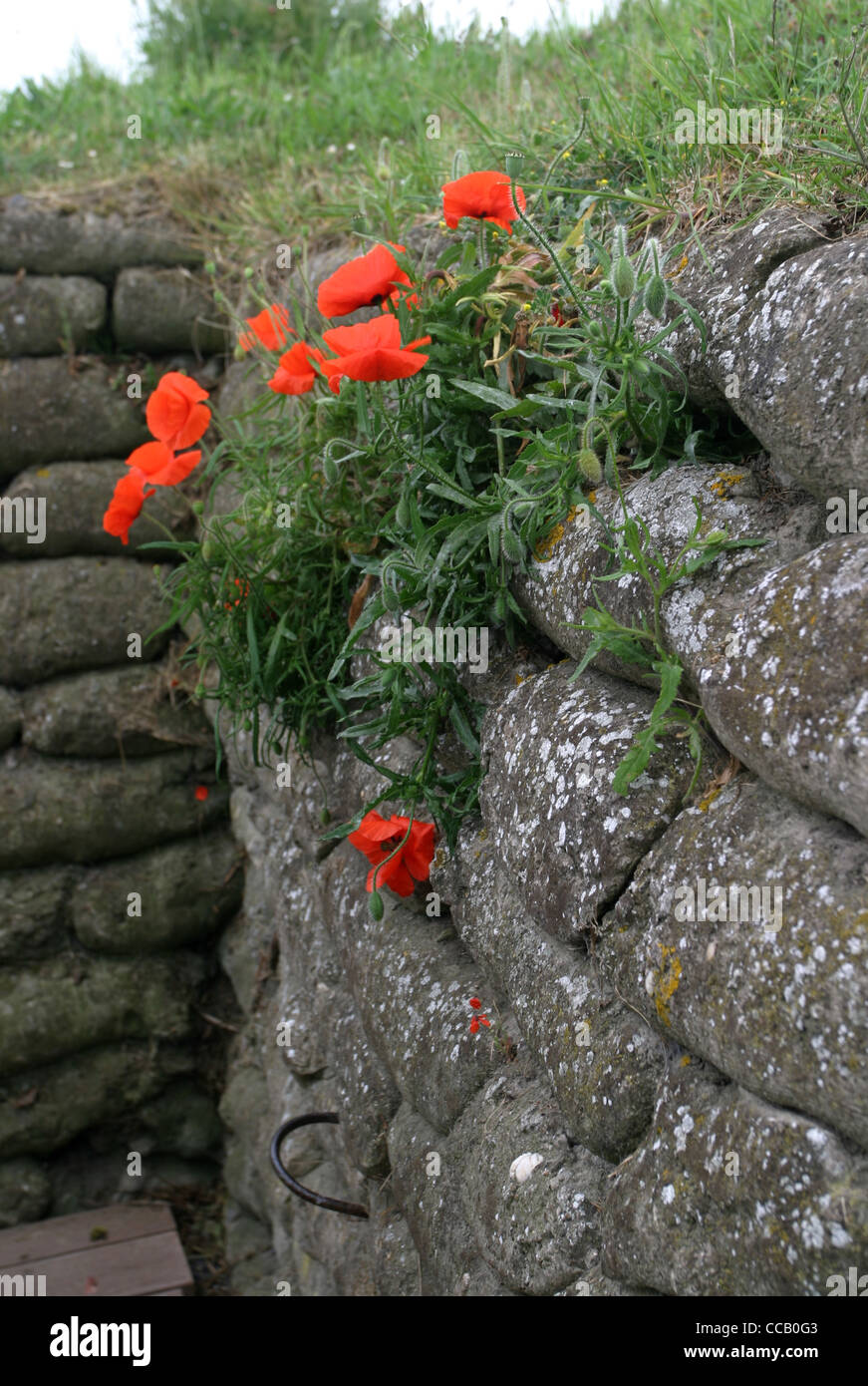 Poppies growing in the cement preserved sandbagged trenches at Vimy ...