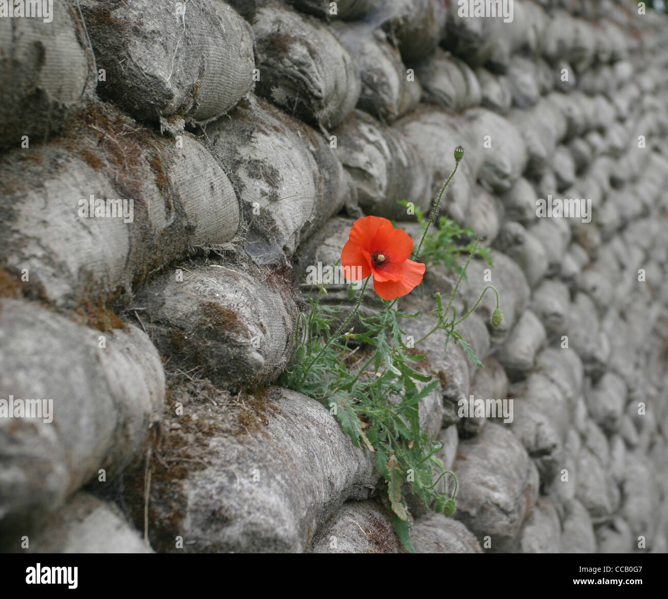 A poppy growing in the cement preserved sandbagged trenches at Vimy ...