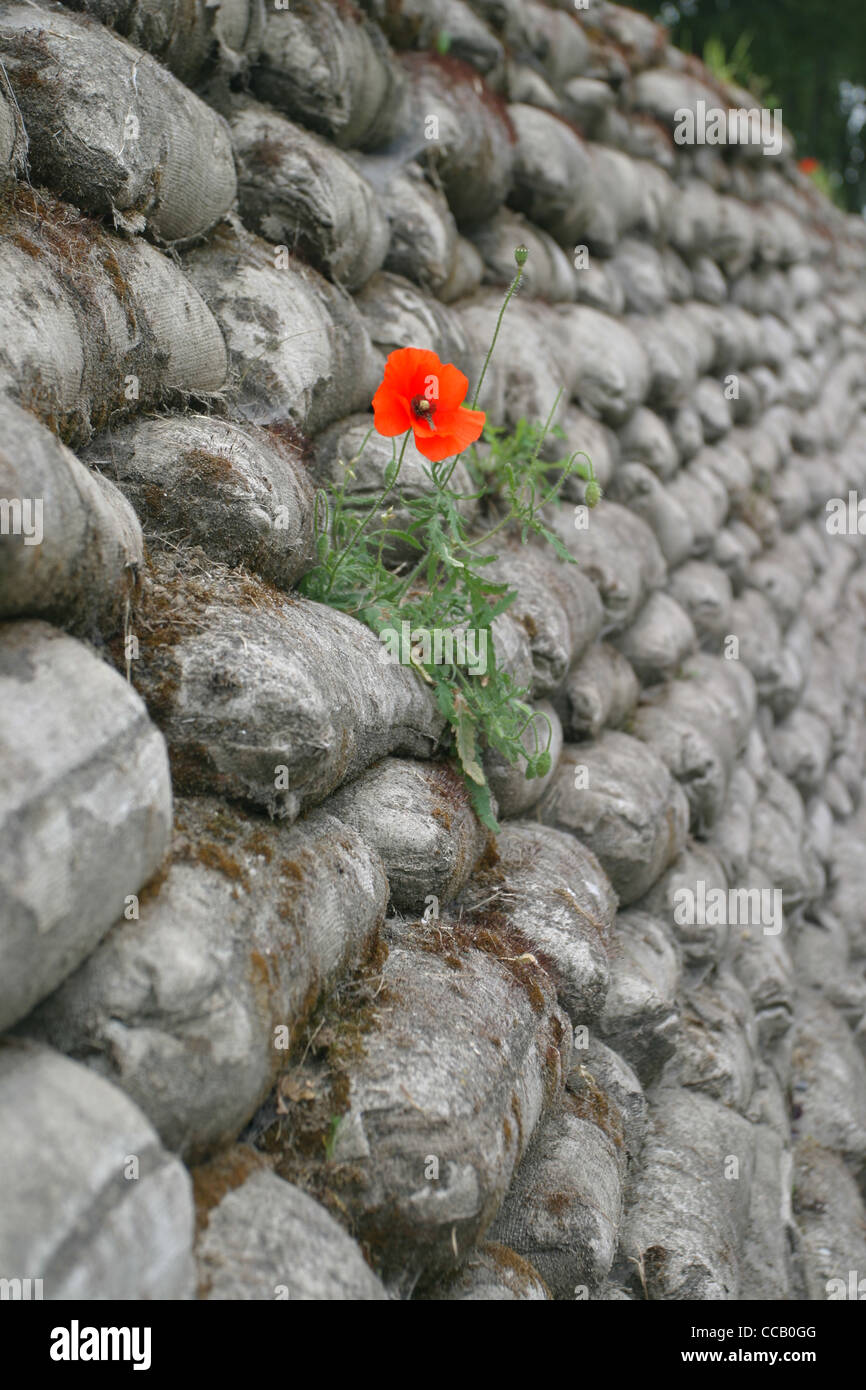 A poppy growing in the cement preserved sandbagged trenches at Vimy ...