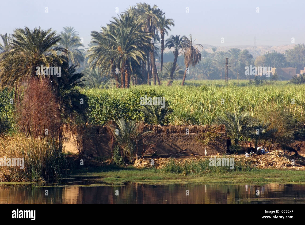 Egypt nile river desert tree hi-res stock photography and images - Alamy