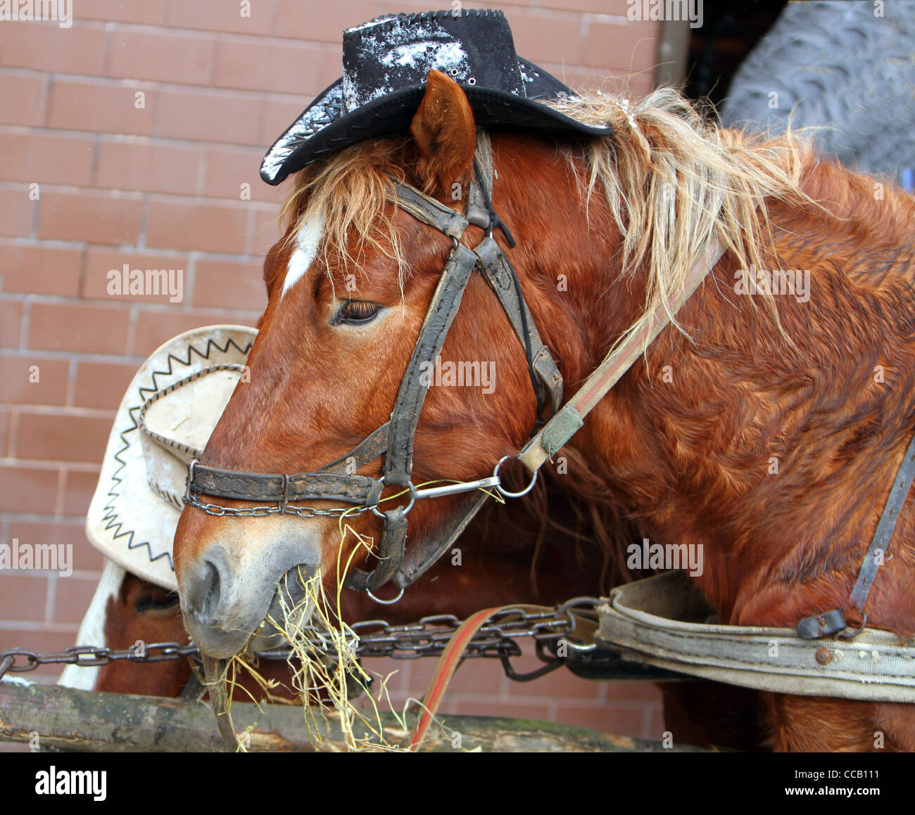 Funny horses in harness with the hats in the carnival Stock Photo - Alamy