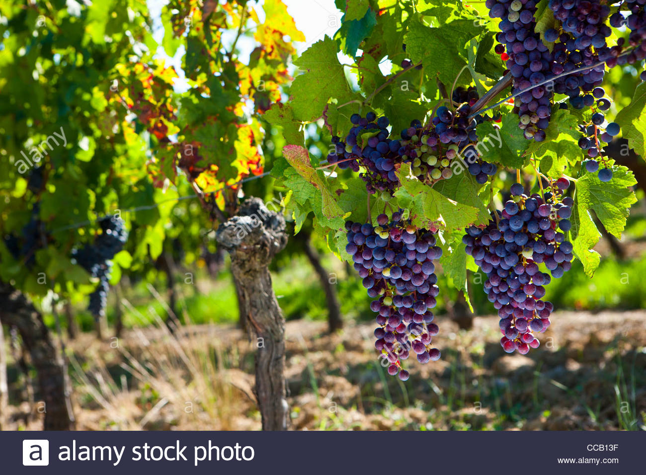 Bunches Of Purple Grapes Stock Photos & Bunches Of Purple Grapes Stock ...