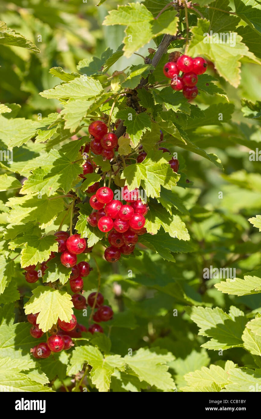 Red currant berries hi-res stock photography and images - Alamy