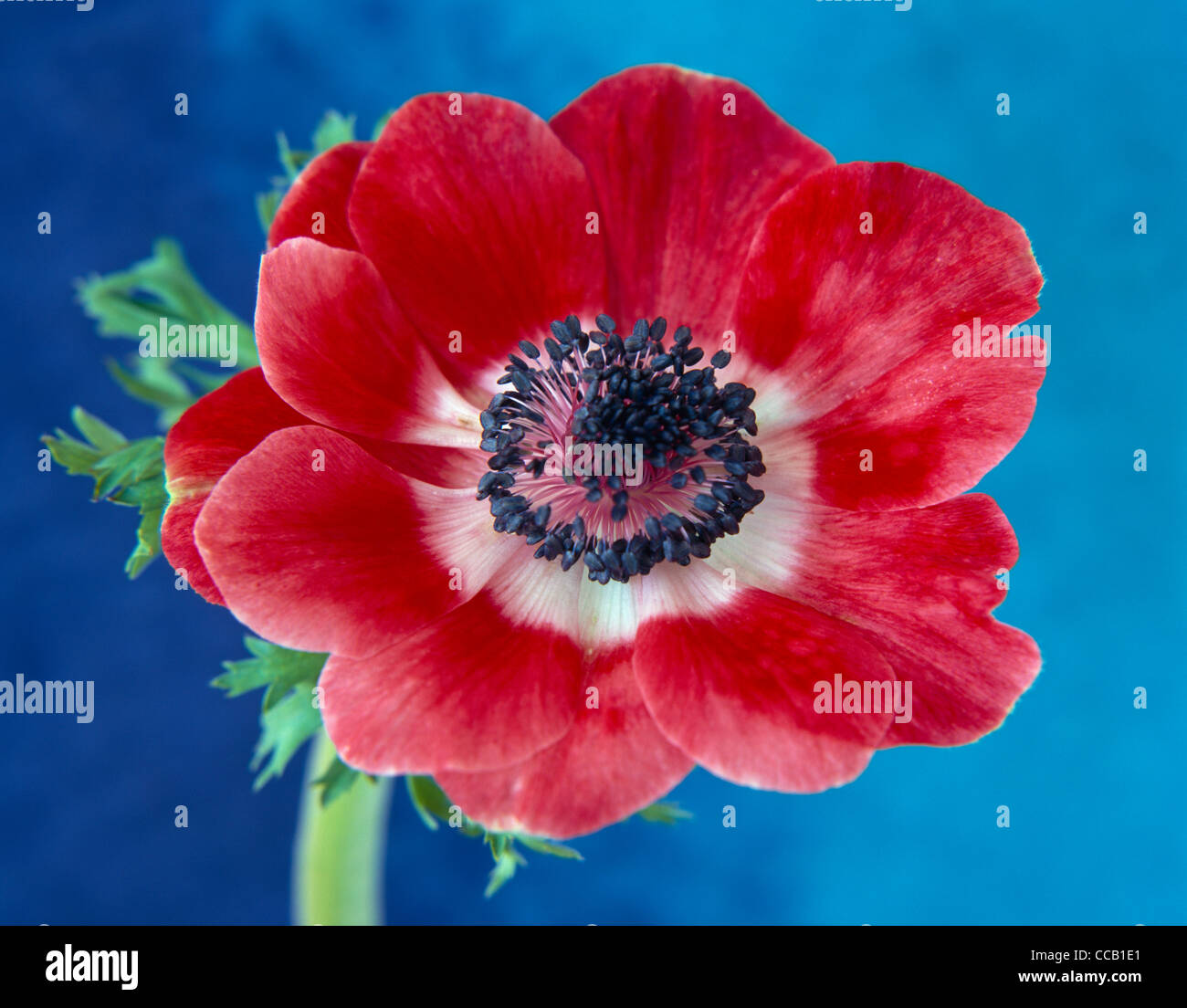 Anemone flower stem green hi-res stock photography and images - Alamy