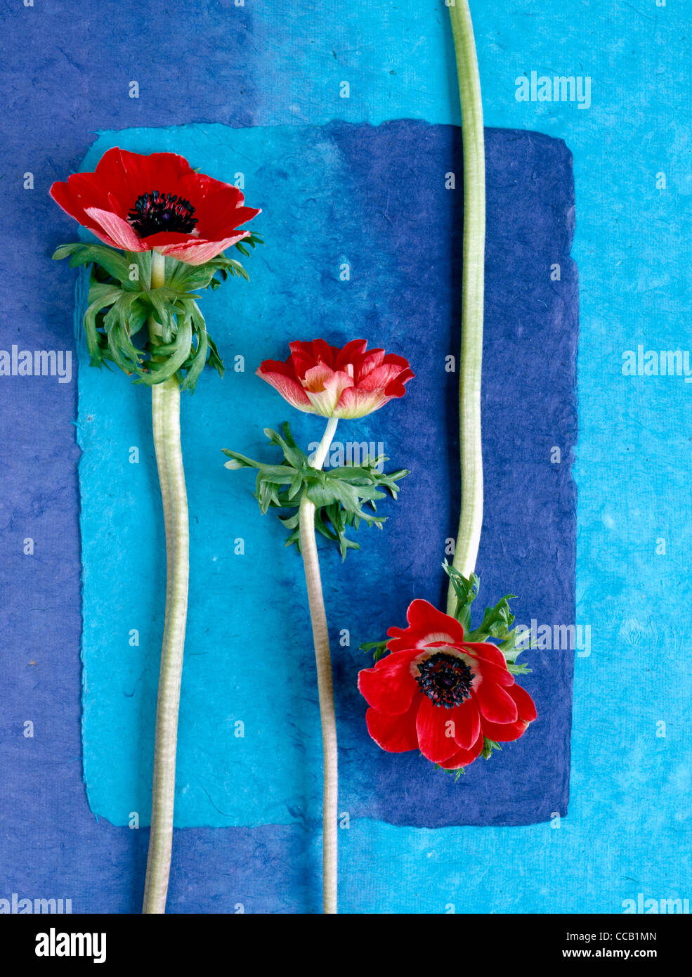 Three stems of red anemone coronaria Stock Photo - Alamy