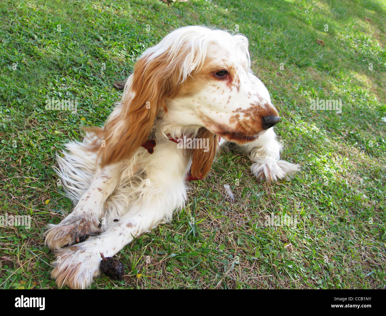Cute English Cocker spaniel puppy playing at the garden Stock Photo - Alamy
