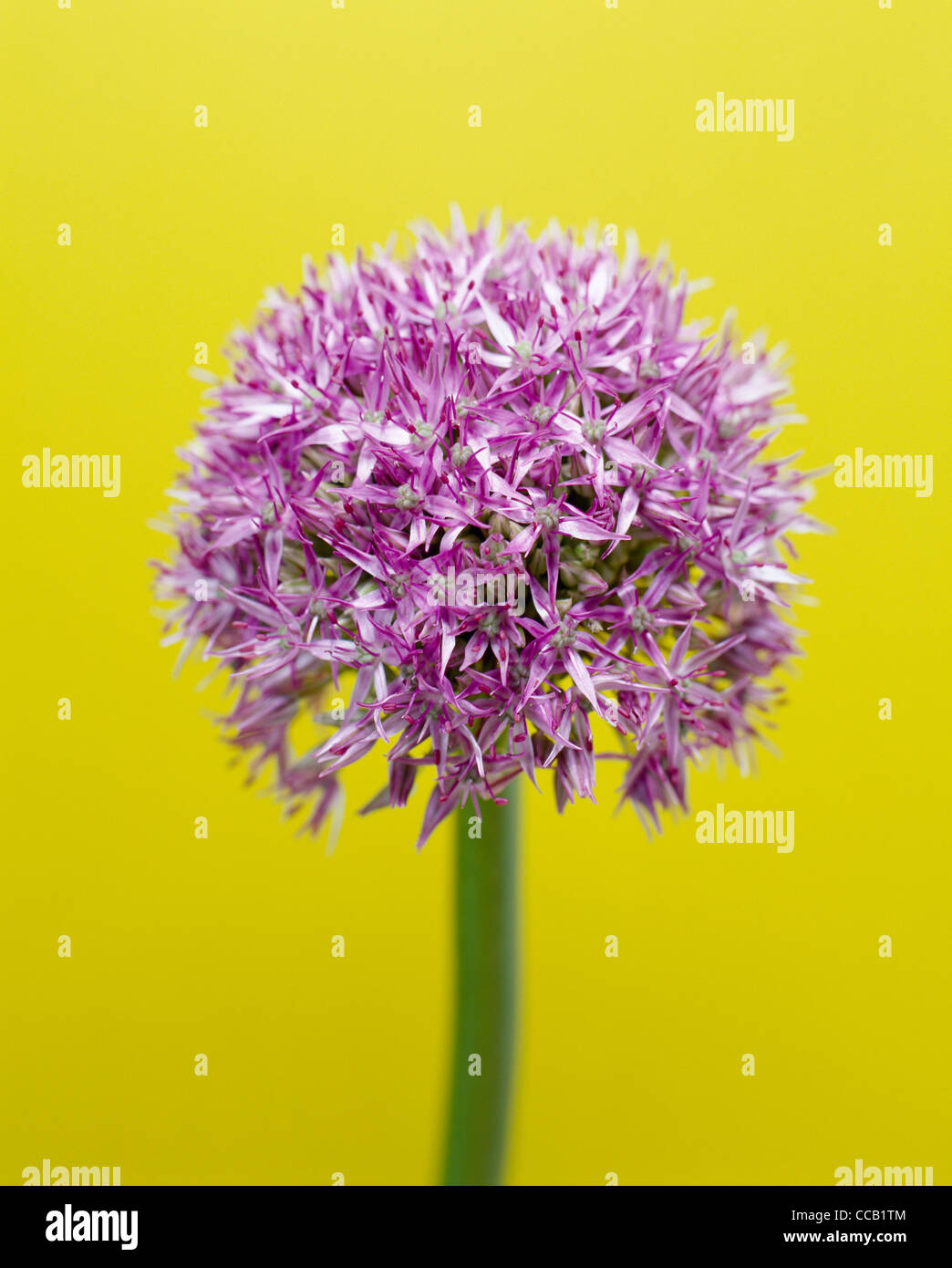 Allium head against lime background Stock Photo - Alamy
