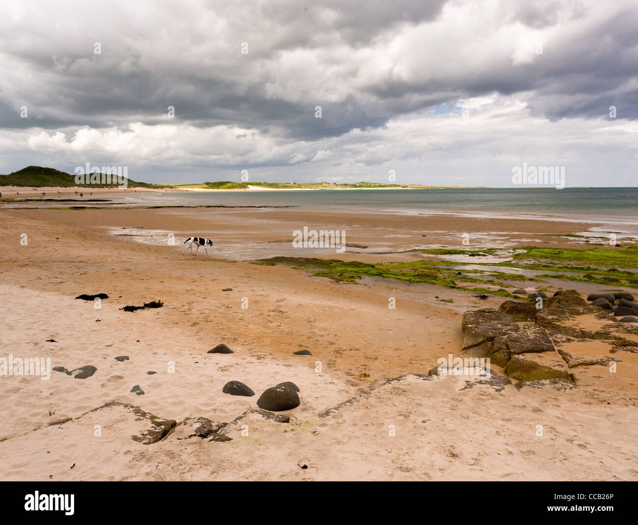 Budle bay northumberland hi-res stock photography and images - Alamy