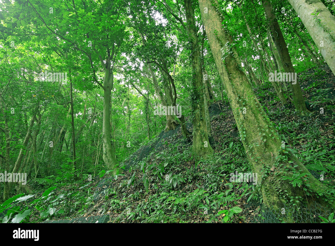 Trees in the forest and Retaining wall Stock Photo - Alamy