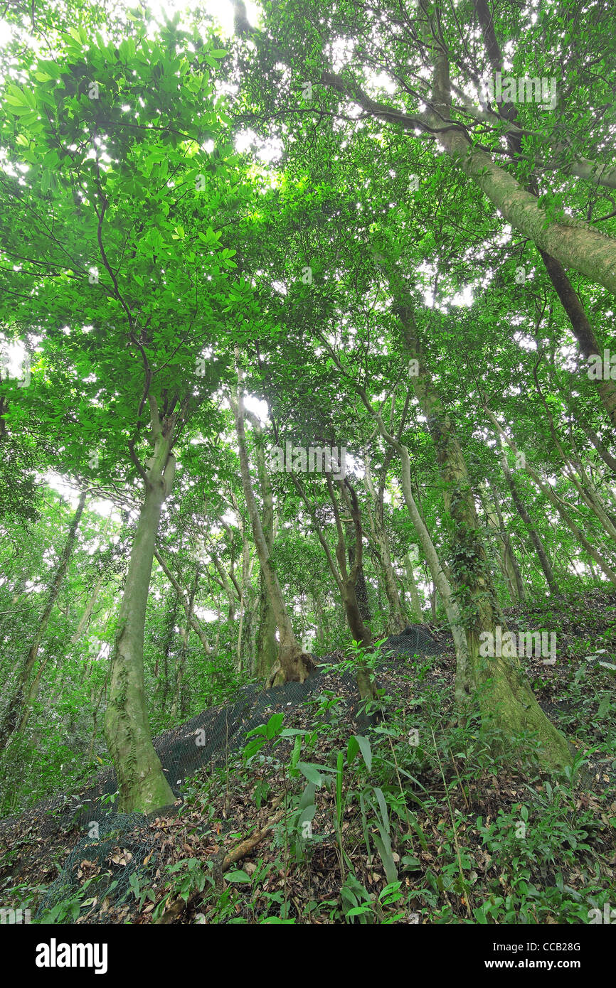 Trees in the forest and Retaining wall Stock Photo - Alamy