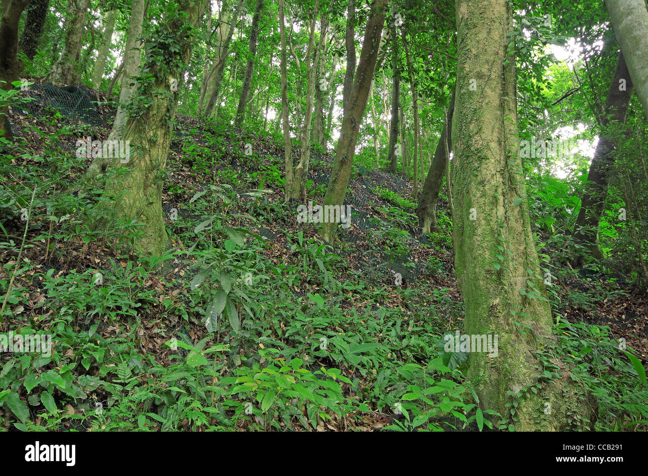 Trees in the forest and Retaining wall Stock Photo - Alamy