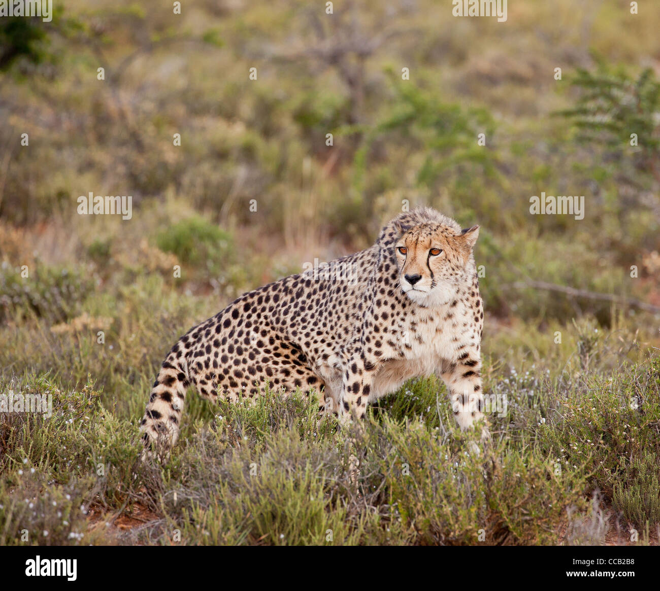 Sibella hi-res stock photography and images - Alamy