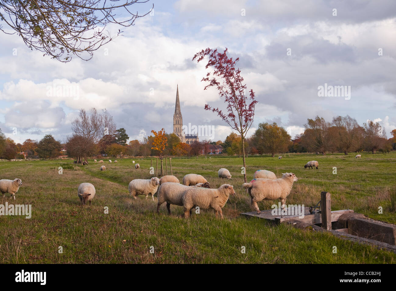 Looking across the west harnham water meadows towards Salisbury ...