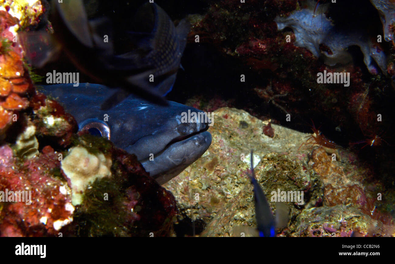 Conger conger hi-res stock photography and images - Alamy
