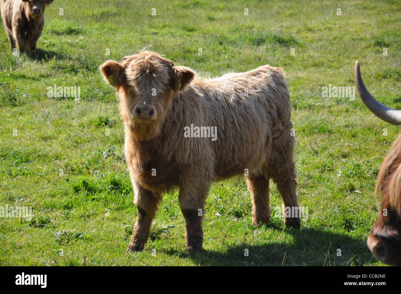 Highland Bull at work Stock Photo - Alamy
