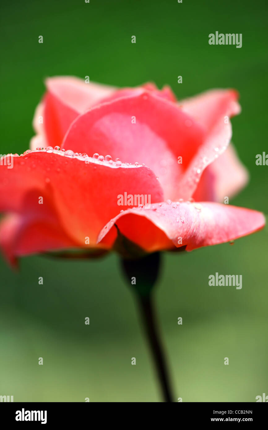Pink rose petal with morning dew drops hi-res stock photography and ...