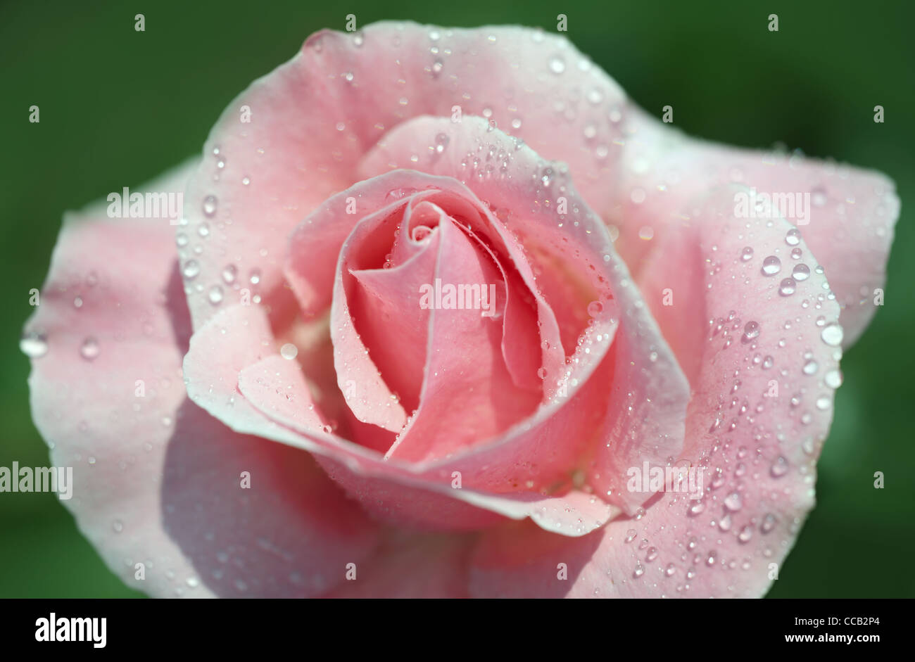 Beautiful fresh pink rose with morning dew, close-up on garden flower ...