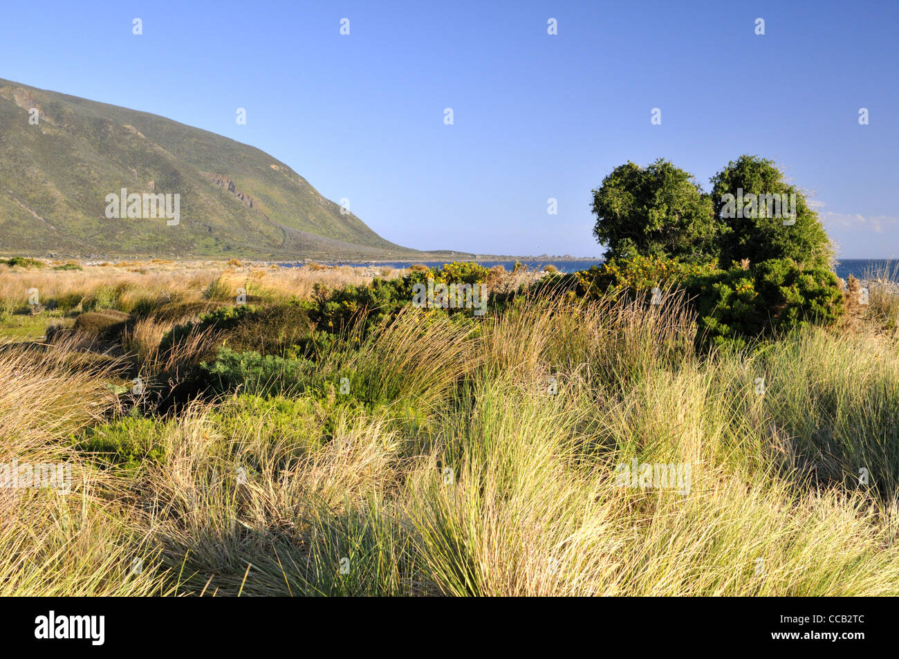 North Island coastal landscape, New Zealand Stock Photo - Alamy