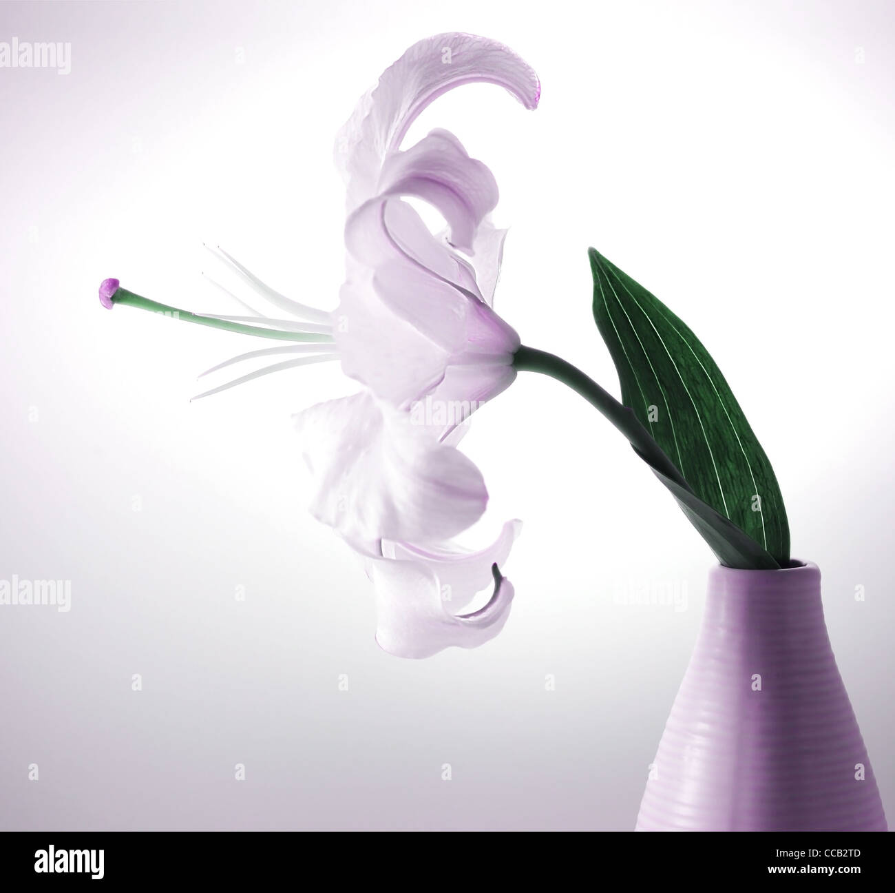 Beautiful violet lily flower in the vase with back light, studio ...