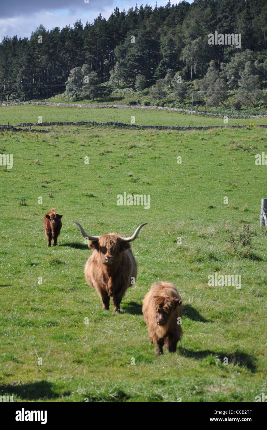 Highland Bull at work Stock Photo - Alamy
