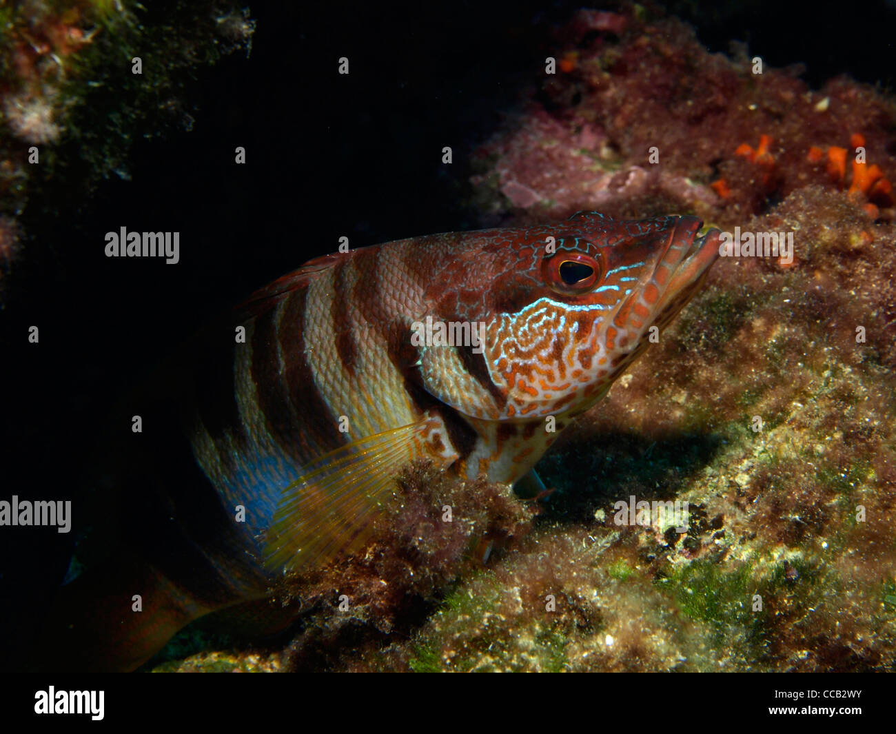 Serranus hi-res stock photography and images - Alamy