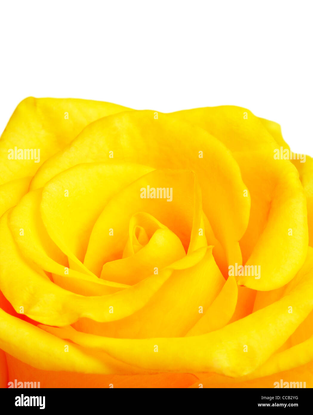 Yellow rose border, macro of beautiful rose head isolated on white ...