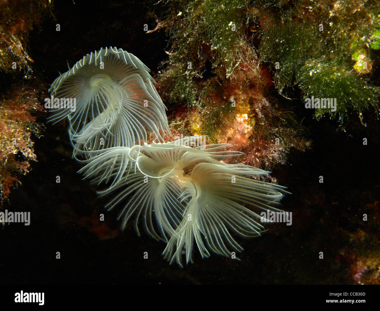 Tube worm hi-res stock photography and images - Alamy