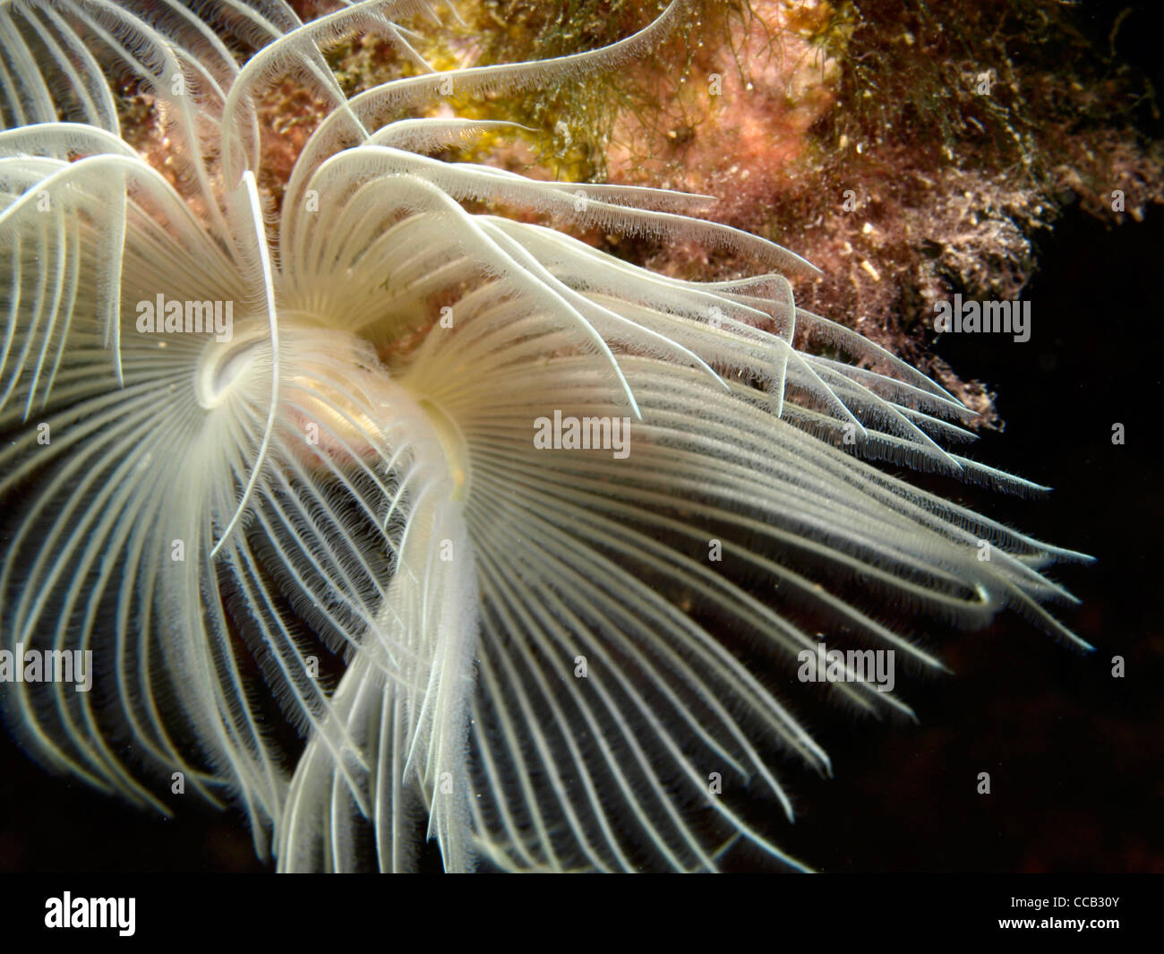Tube worm hi-res stock photography and images - Alamy
