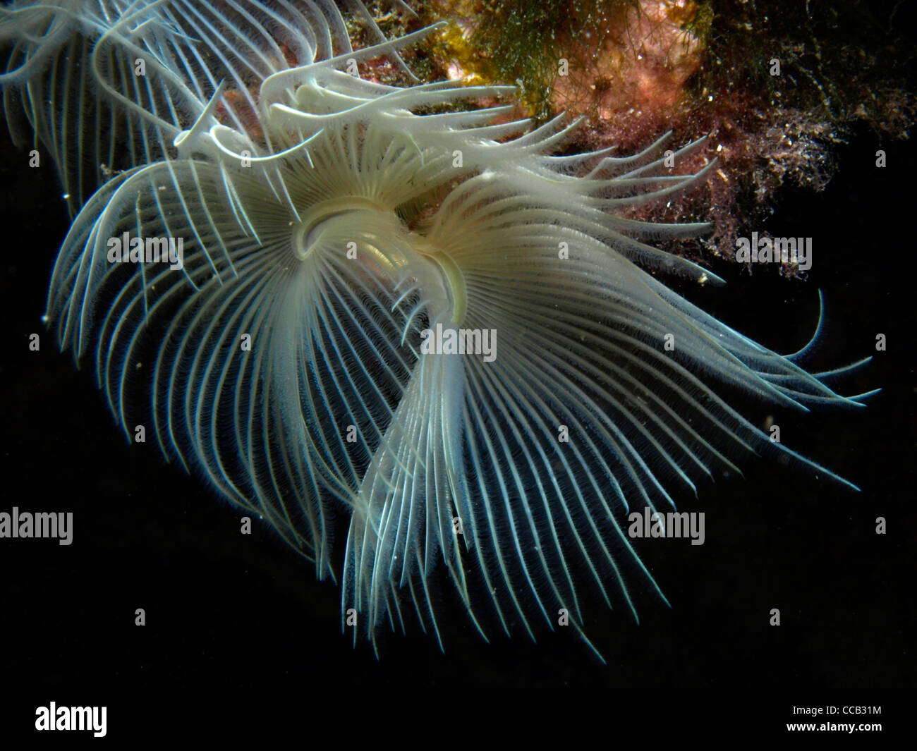 White spiral tube worm hi-res stock photography and images - Alamy