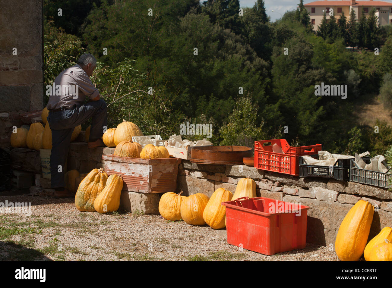 A man tends to his crop of very large pumpkins and marrows. Montisi ...