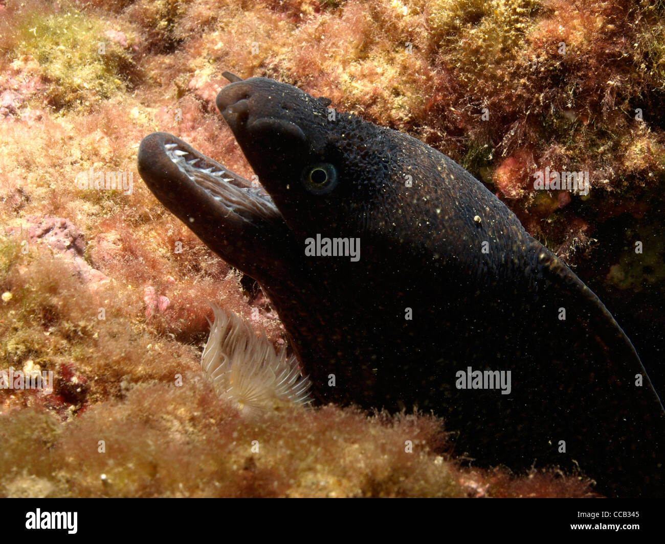 Moray eel in its cave Stock Photo - Alamy