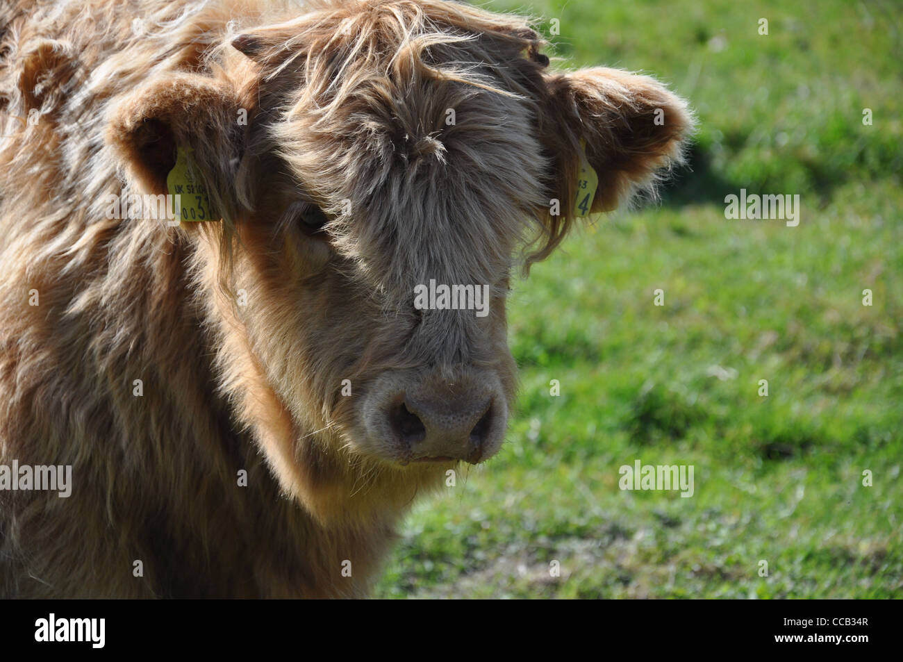 Highland Bull at work Stock Photo - Alamy