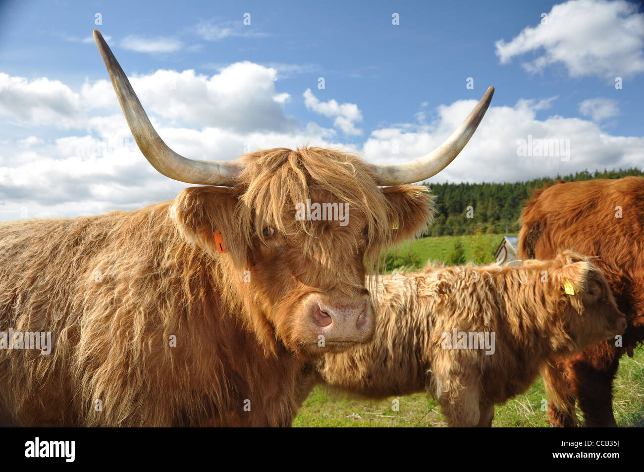 Highland Bull at work Stock Photo - Alamy
