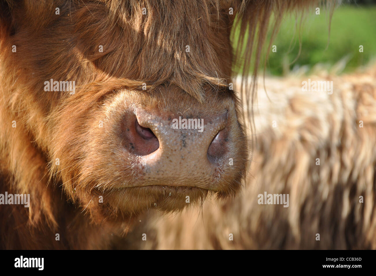 Highland Bull at work Stock Photo - Alamy