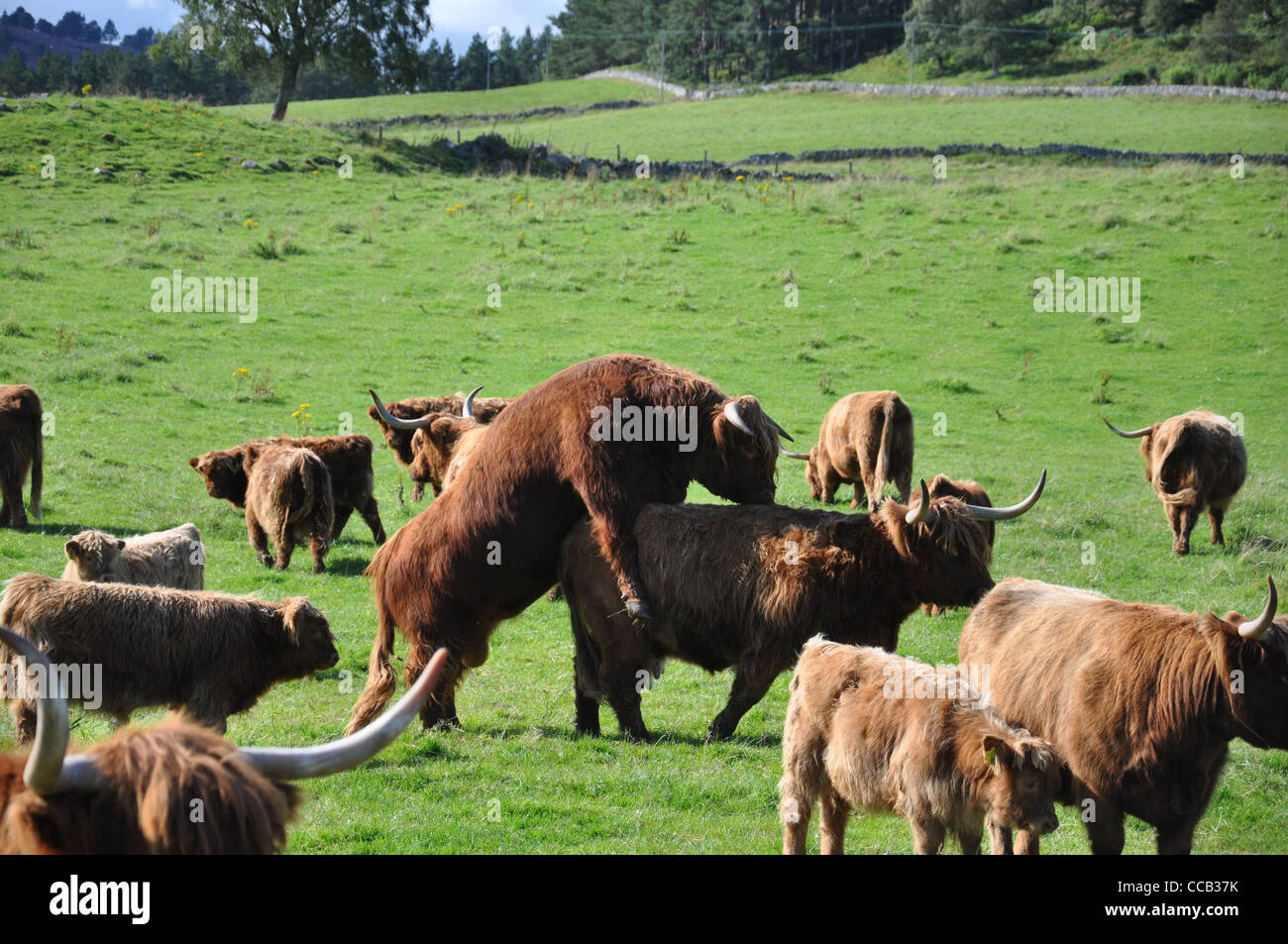 Highland Bull at work Stock Photo - Alamy