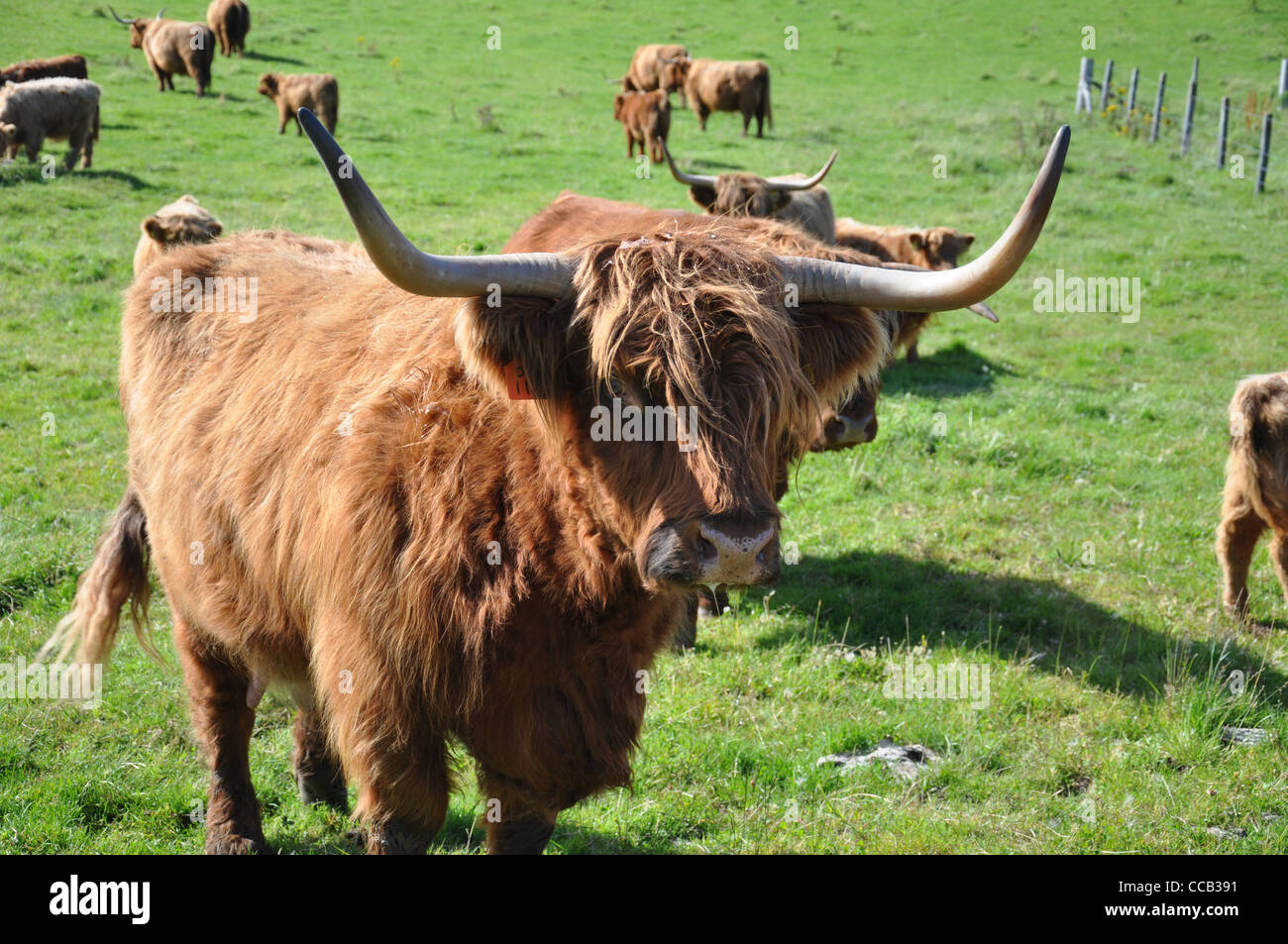 Highland Bull at work Stock Photo - Alamy